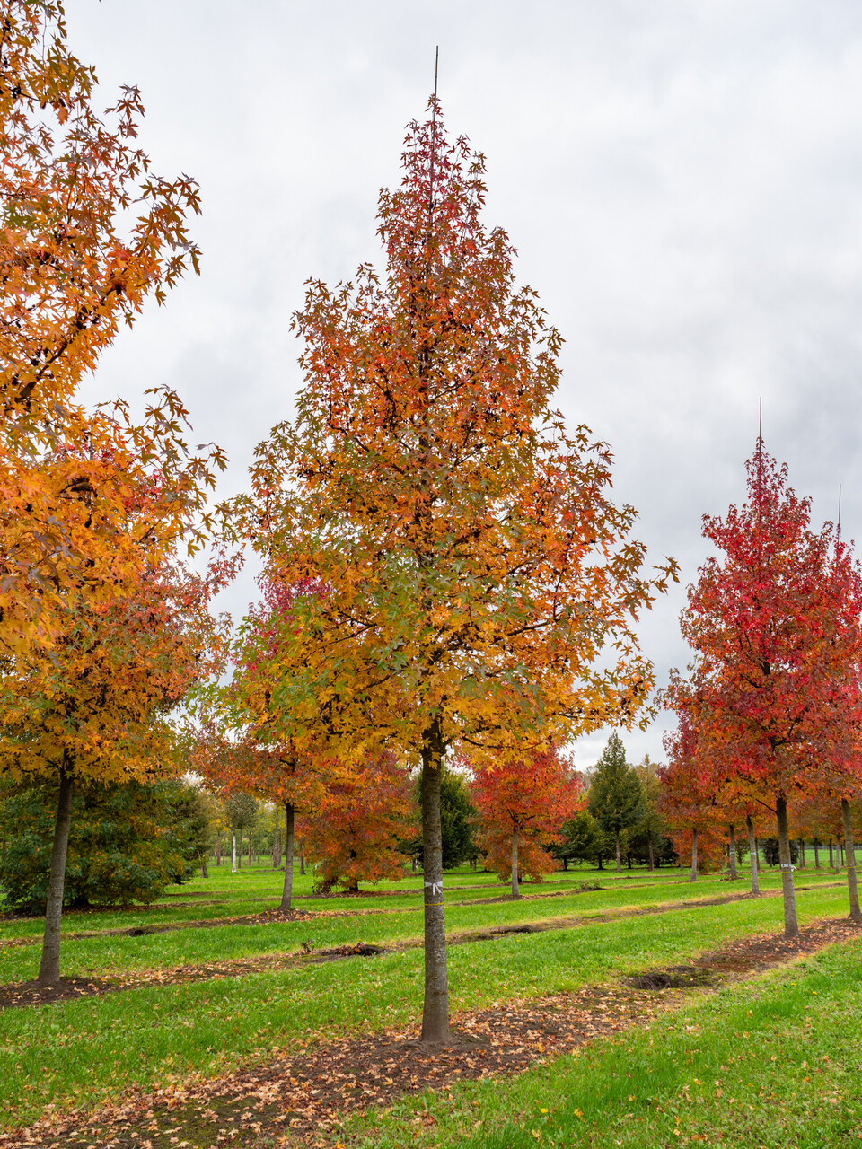 Liquidambar styraciflua 'Worplesdon' | Amberboom (cv) - Van den Berk Boomkwekerijen